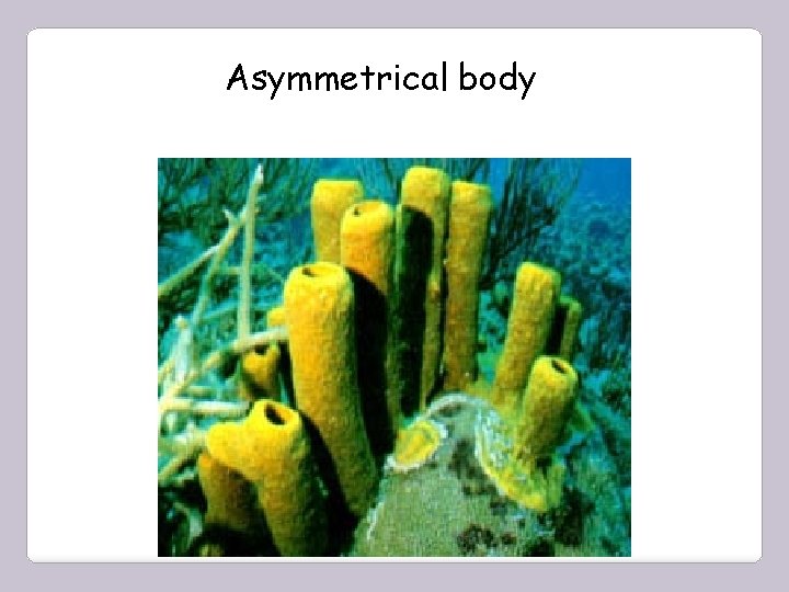 Animal Kingdom Invertebrates Animals without a backbone All