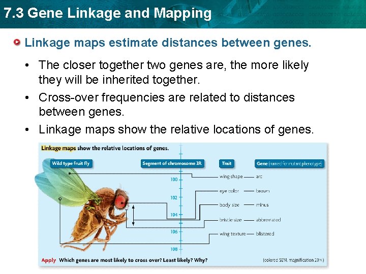 Biology Unit Four D Human Genetics and Pedigrees