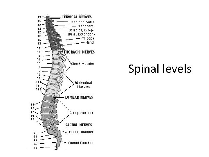 Spina bifida paediatric challenges Frances Gibbon Consultant Paediatric