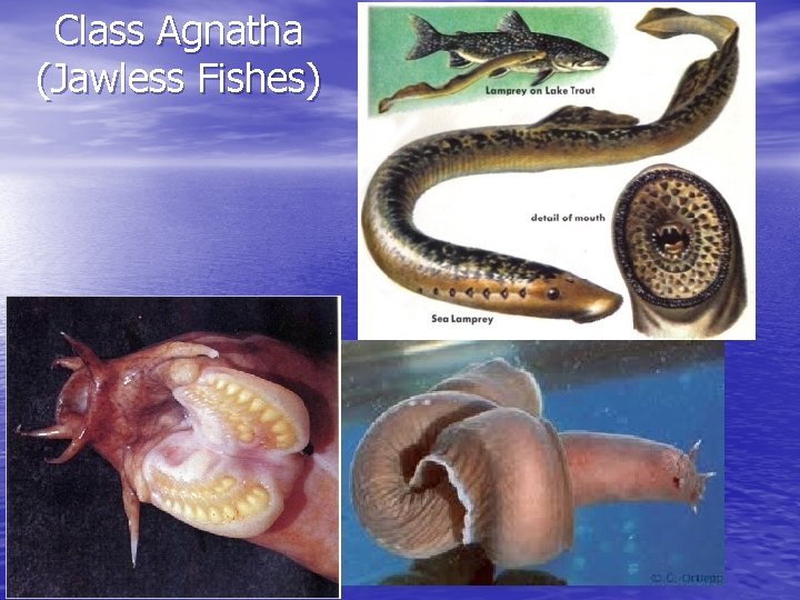 Chapter 10 Vertebrate Fishes Overview Fish has many