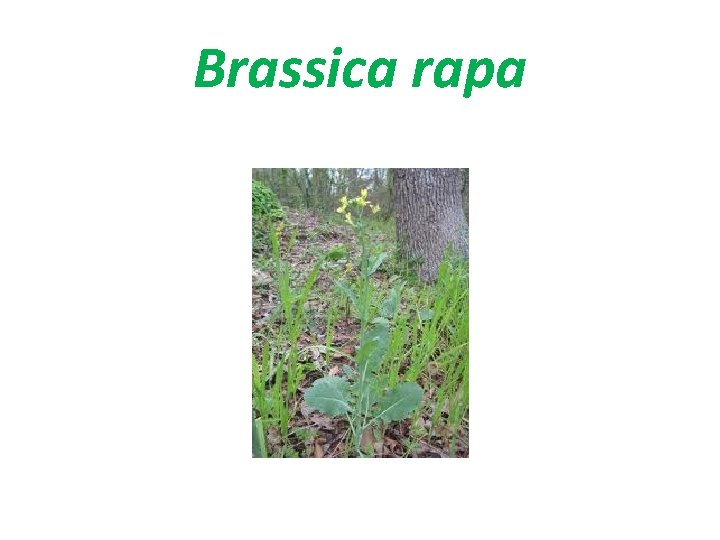 Brassica rapa History of Fast Plants Fast Plants