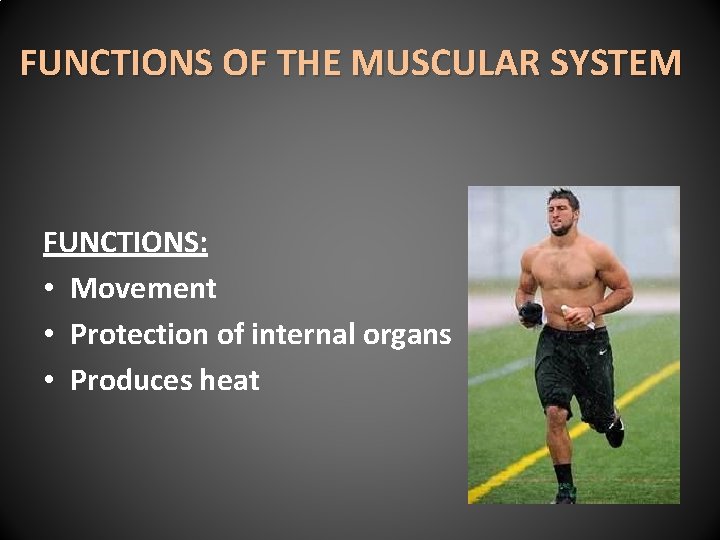 THE MUSCULAR SYSTEM FUNCTIONS OF THE MUSCULAR SYSTEM