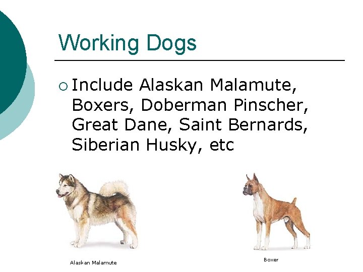 Dogs Part I Breeds Small Animal Care Breed