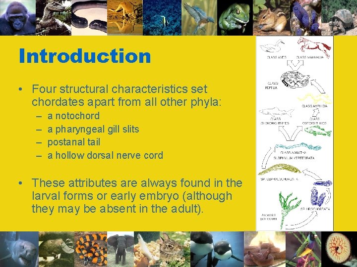 Phylum Chordata A Tribute to the Diversity We