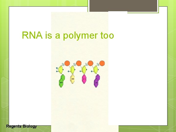 Mr Bliss 2014 2015 Nucleic acids Information molecules
