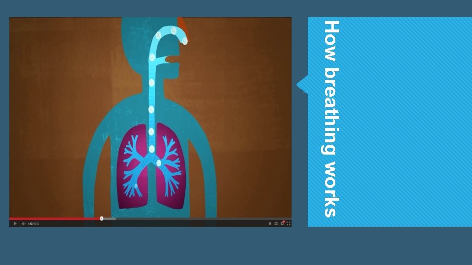 Respiratory System Year 8 Science Chapter 3 2