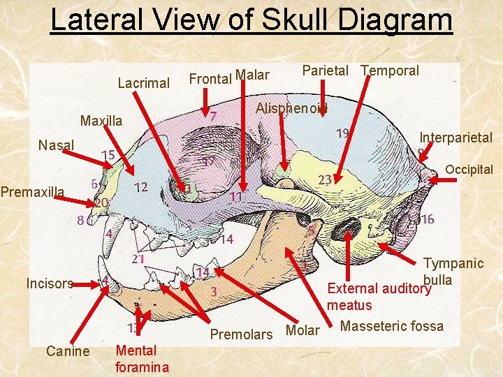 Cat Skull Bones A most complicated amalgamation of