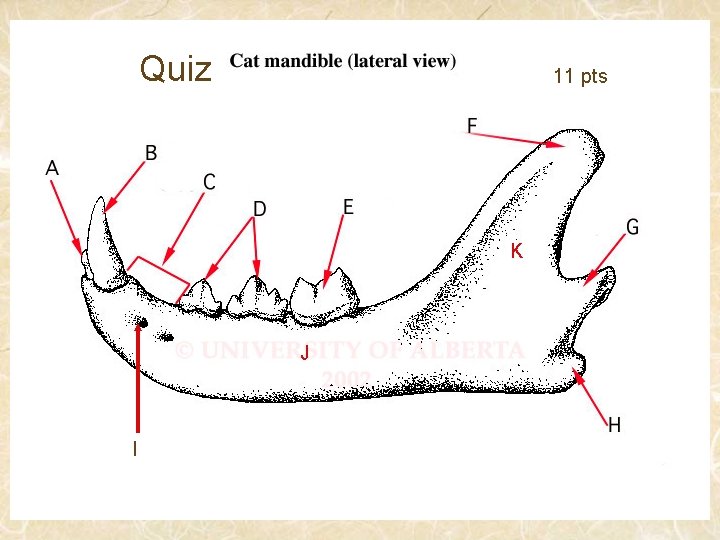 Cat Skull Bones A most complicated amalgamation of