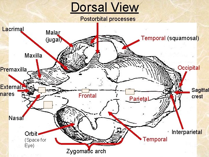 Cat Skull Bones A most complicated amalgamation of
