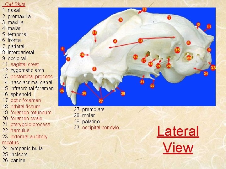 Cat Skull Bones A most complicated amalgamation of