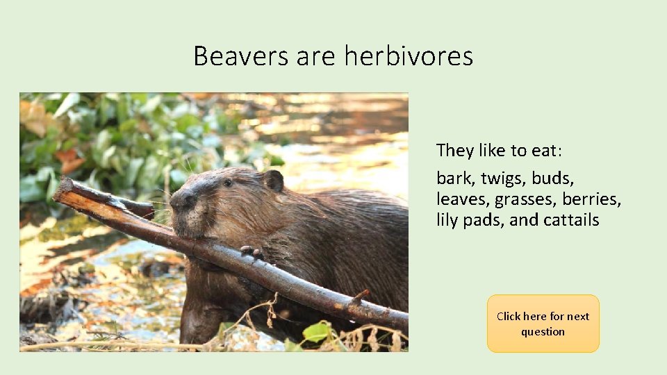 Test Your Knowledge of the American Beaver Click