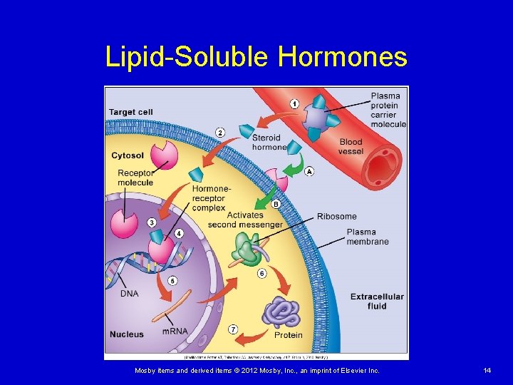 Chapter 17 Mechanisms of Hormonal Regulation Mosby items