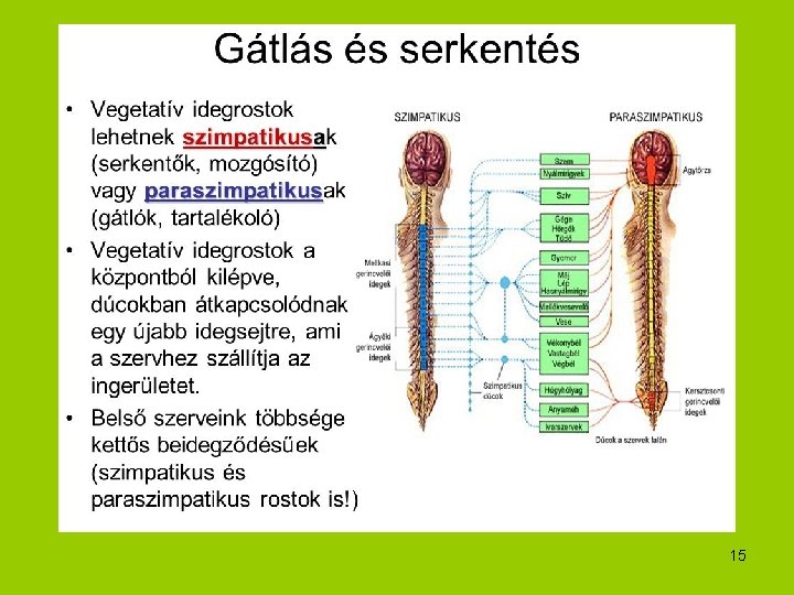 Idegrendszer 1 Az idegrendszer funkcija Kapcsolat a szervezet