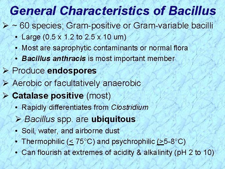 Bacillus General Characteristics of Bacillus 60 species Grampositive