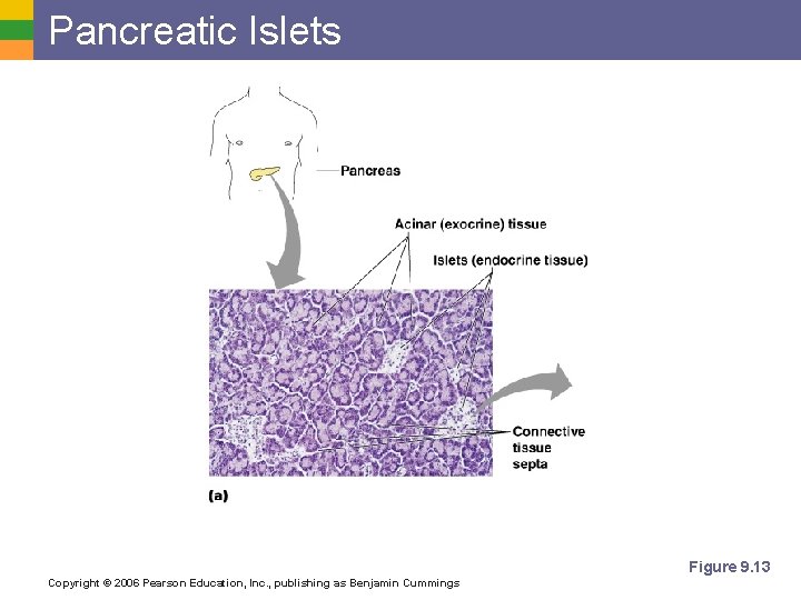 9 The Endocrine System PART B Power Point