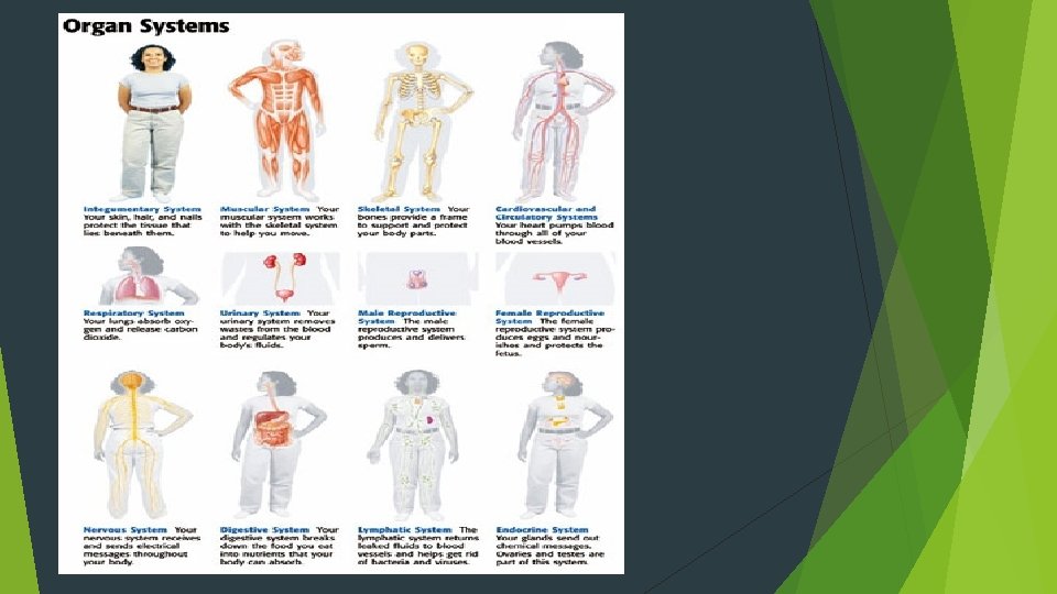 Do Now Match the body system in the