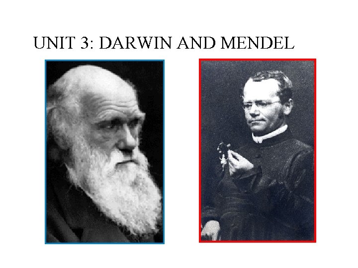 UNIT 3 DARWIN AND MENDEL I Darwins Contributions