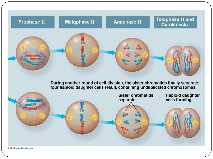 Meiosis Sexual Life Cycles What you must know