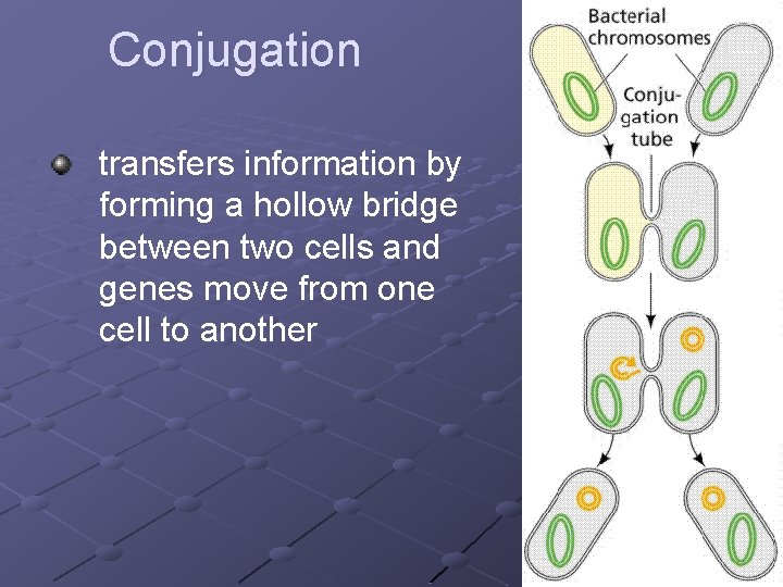 Bacteria in Nature Anthrax What type of bacteria