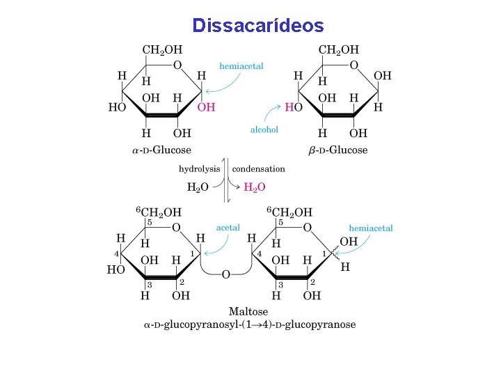 Aula de bioqumica Tema Estrutura de Carboidratos Dra