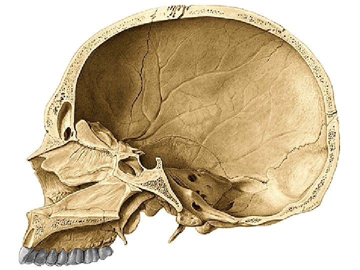 REGIONAL ANATOMY OF THE HEAD CALVARIA Regio frontalis