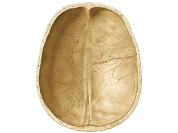 REGIONAL ANATOMY OF THE HEAD CALVARIA Regio frontalis