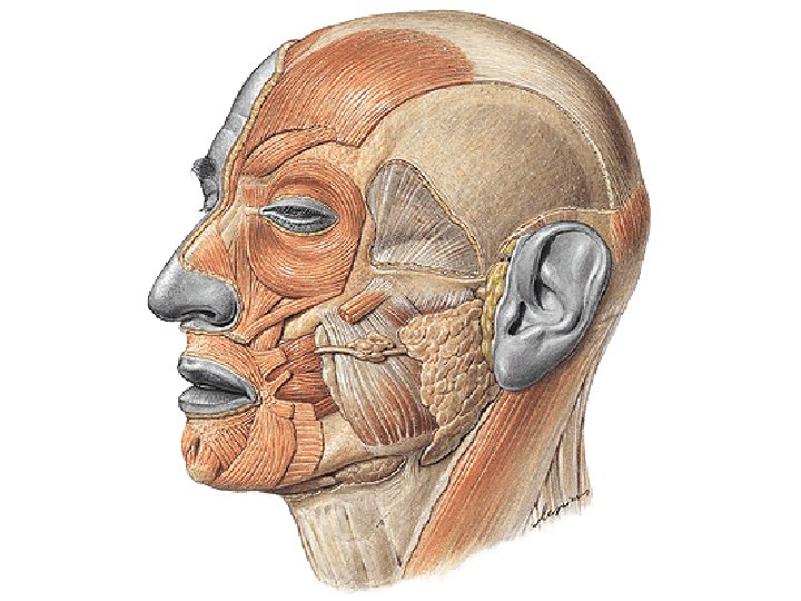 REGIONAL ANATOMY OF THE HEAD CALVARIA Regio frontalis