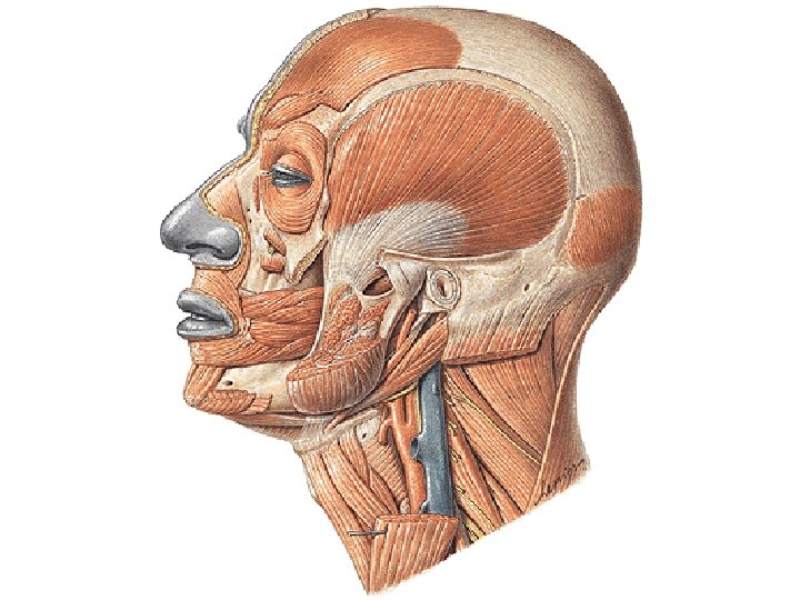 REGIONAL ANATOMY OF THE HEAD CALVARIA Regio frontalis