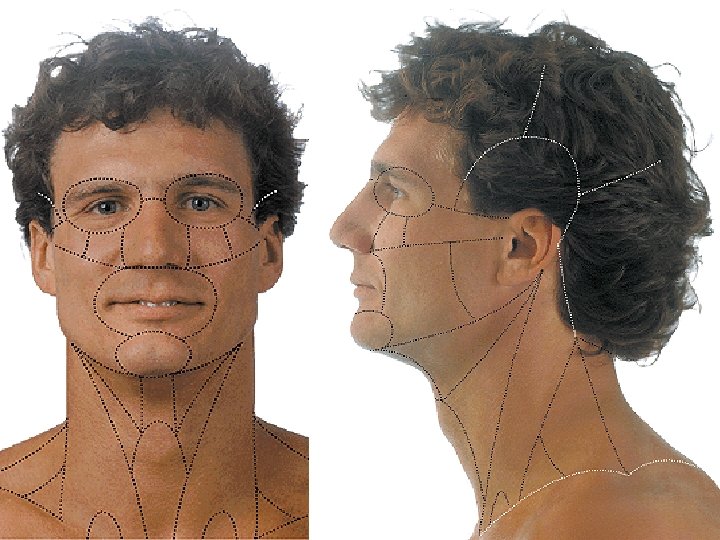 REGIONAL ANATOMY OF THE HEAD CALVARIA Regio frontalis