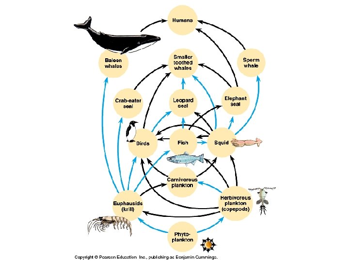 Trophic Levels Producers Primary Consumers Secondary Consumers Tertiary