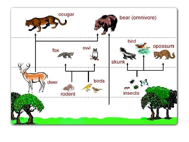 Trophic Levels Producers Primary Consumers Secondary Consumers Tertiary
