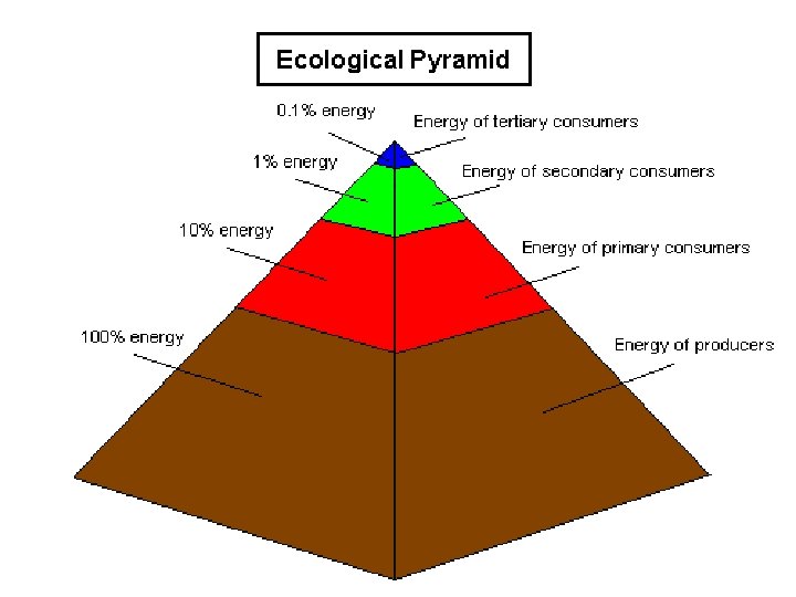 Trophic Levels Producers Primary Consumers Secondary Consumers Tertiary