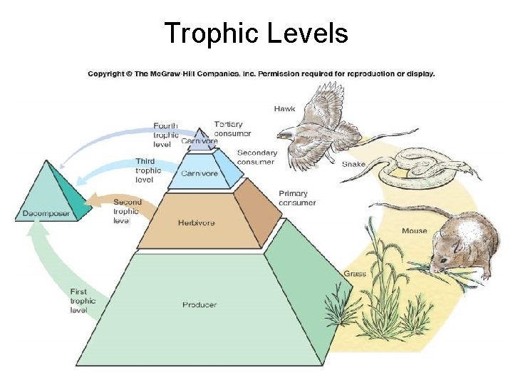 Trophic Levels Producers Primary Consumers Secondary Consumers Tertiary