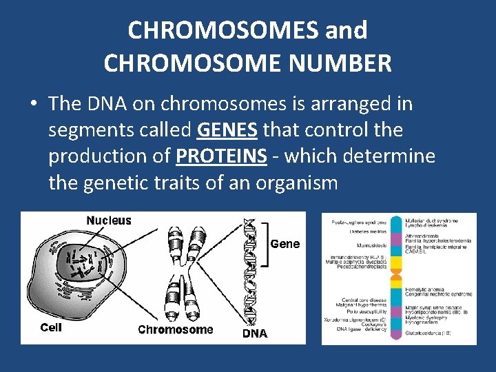 Chapter 10 Section 1 Meiosis INTRODUCTION The variety