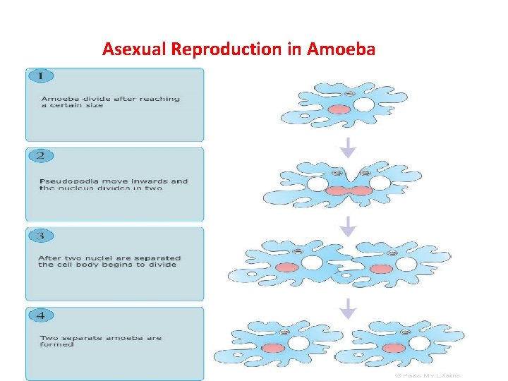 HOW DO ORGANISMS REPRODUCE Let us understand how