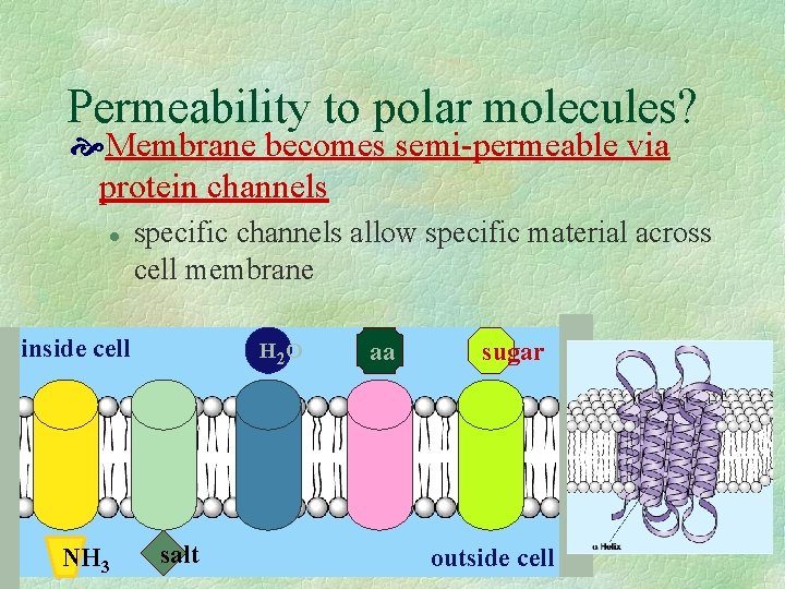 Membrane Structure Function Fluid mosaic model Membrane is