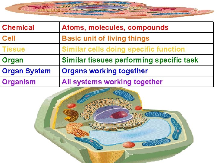 Themes of Biology Characteristics of Life and Intro
