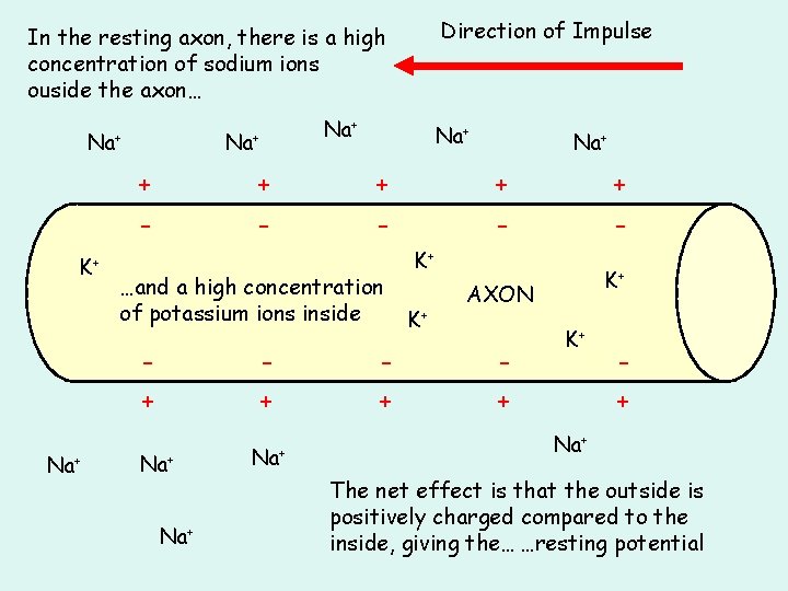 Transmission of Nerve Impulses GHB 2004 Information is