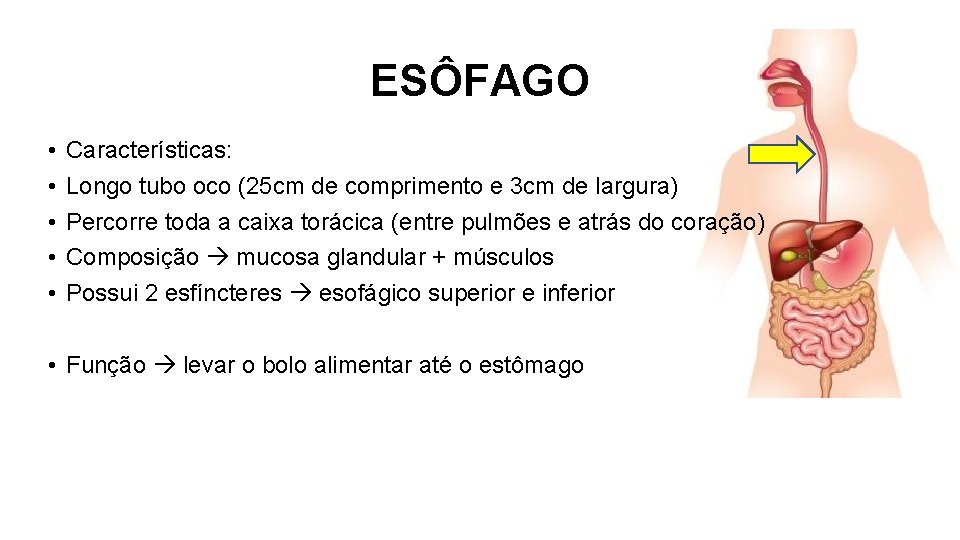 SISTEMA DIGESTRIO Digesto dos Alimentos II Prof Fabi