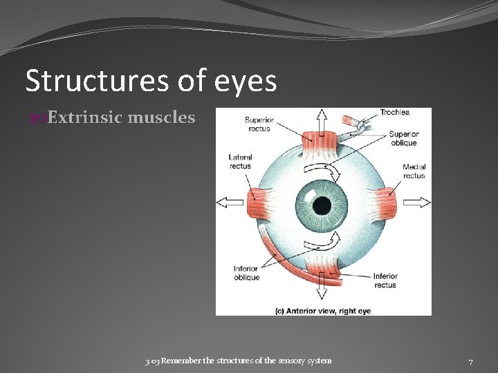 3 03 Remember the structures of the sensory
