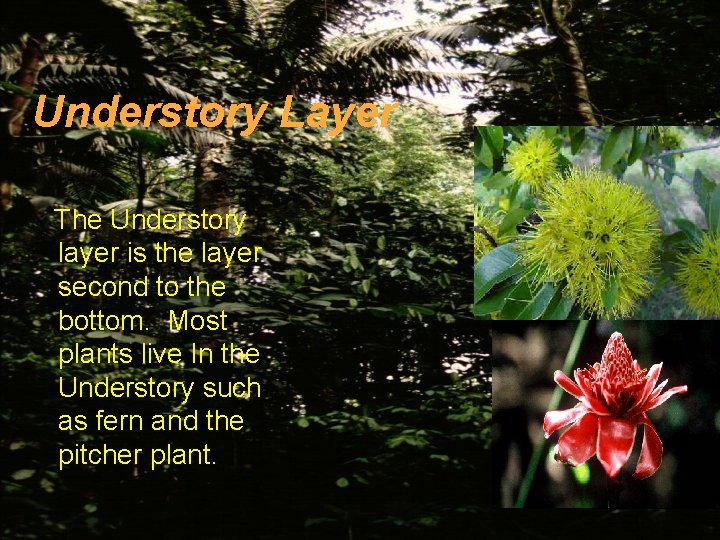 Journe y into the Rainfor By est Lou