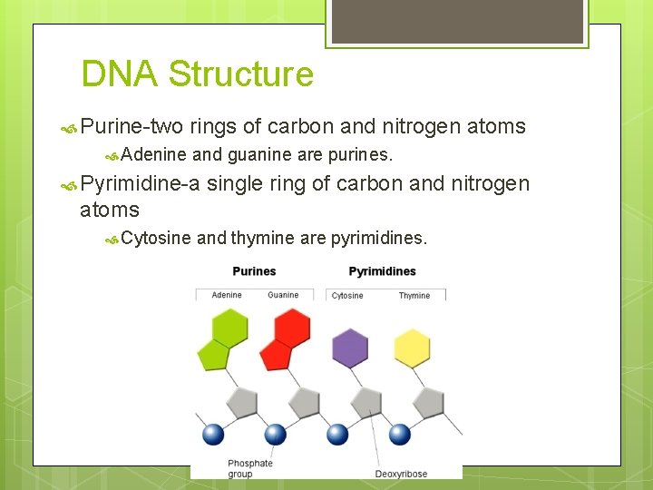 Intro to DNA Genetics Whyhow do children resemble