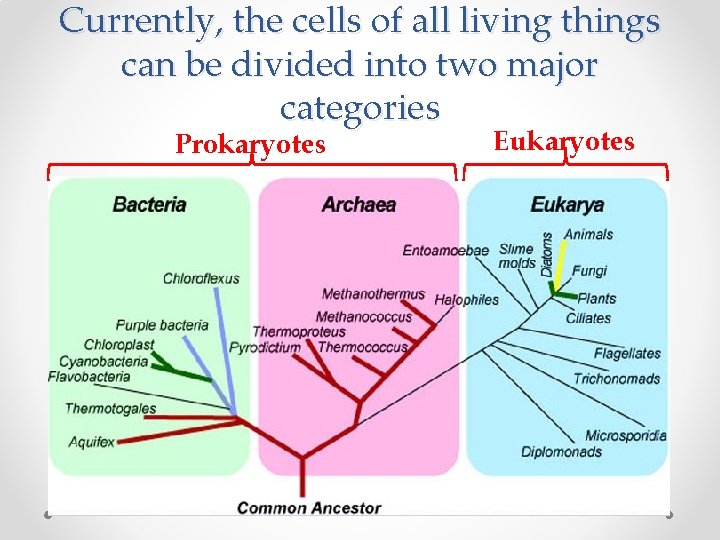Prokaryotic Eukaryotic cells Cells of all living things
