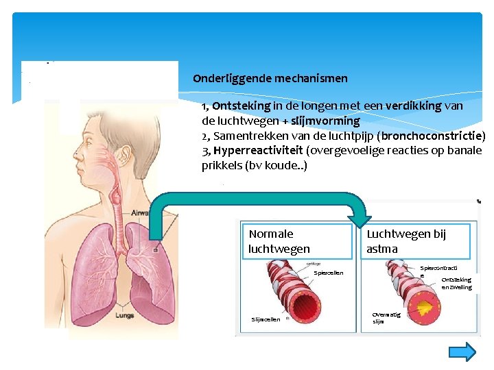 Begeleidingsgesprek Nieuwe Medicatie INHALATIESTERODEN Waarom werd dit ...