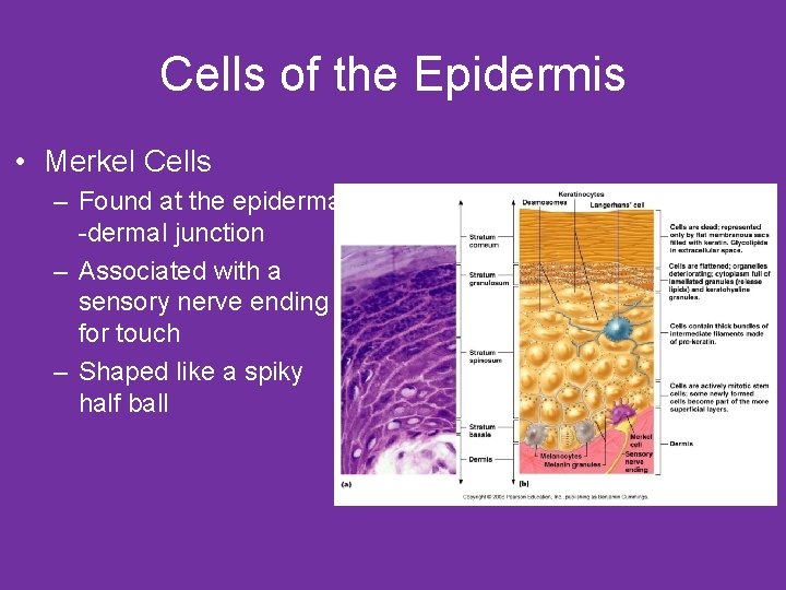 Chapter 5 The Integumentary System The Integument Means