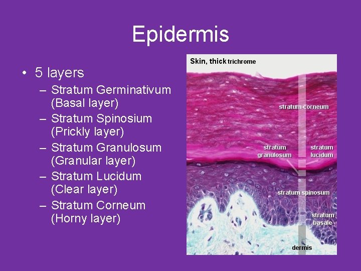 Chapter 5 The Integumentary System The Integument Means