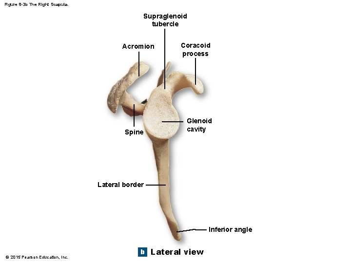 Chapter 8 The Appendicular Skeleton Lecture Presentation by