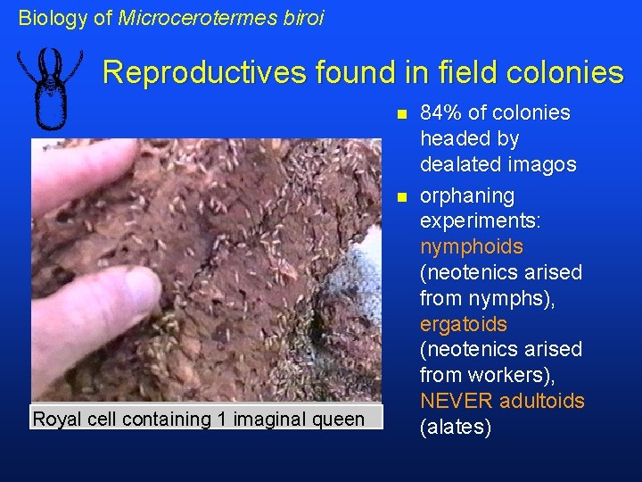 Structure and dynamics of an arborealnesting termite community