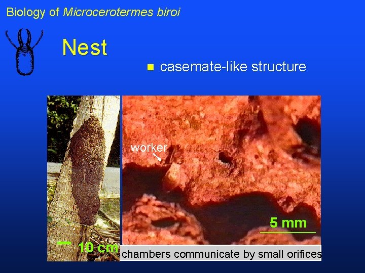 Structure and dynamics of an arborealnesting termite community