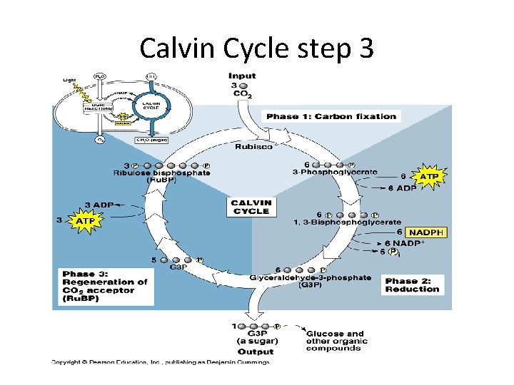 AP Biology Light Independent Reactions Calvin Cycle Photosynthesis